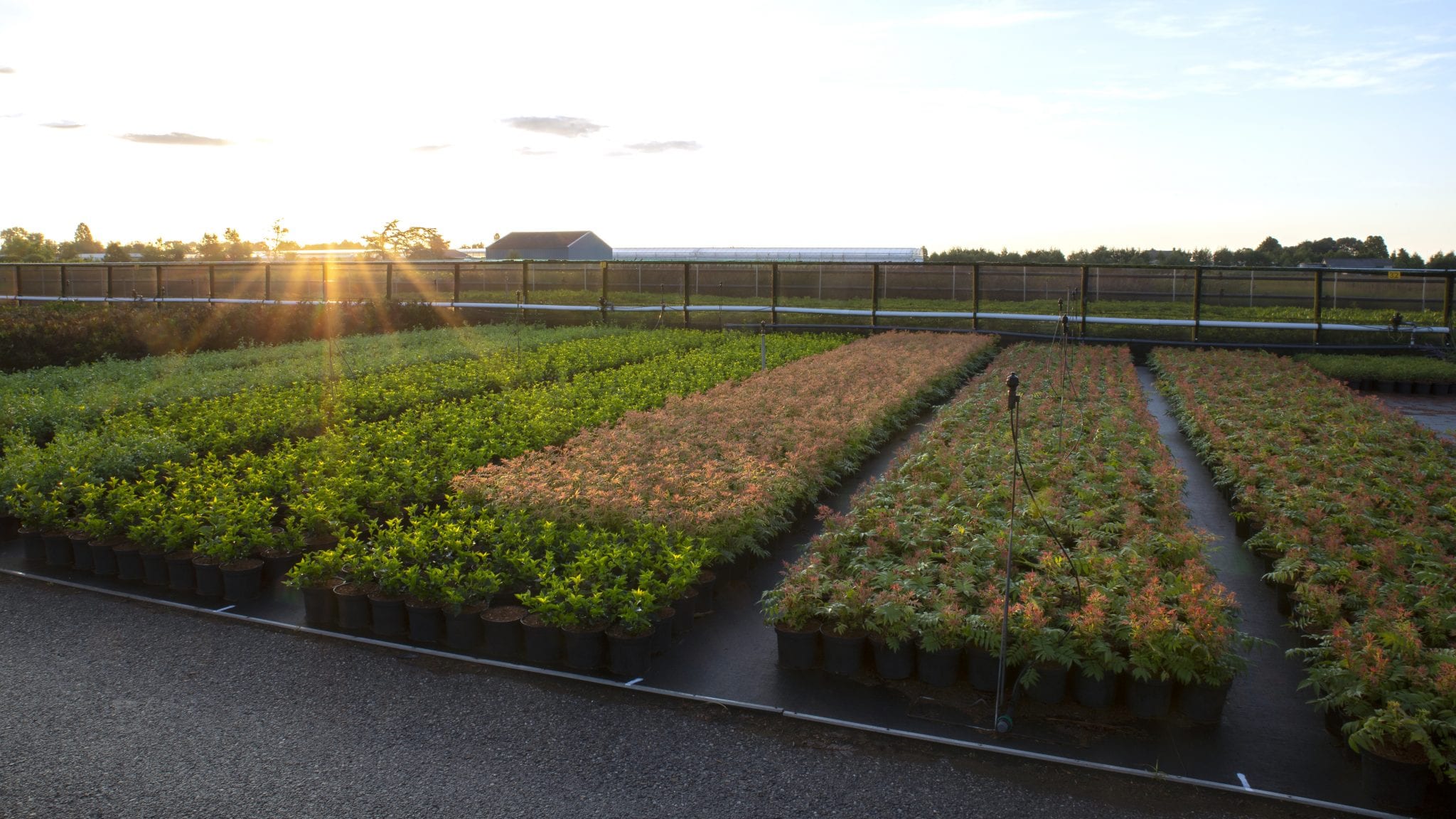 Inspiratie - Handelskwekerij Antoon Rijnbeek